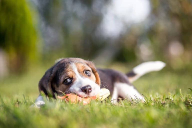 Pasma psa: Beagle (Angleški brak) - Kosmatinčki