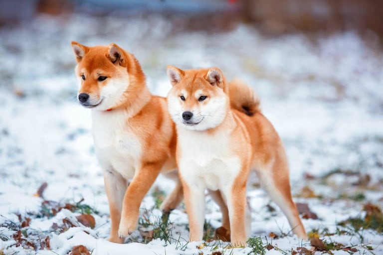 Shiba inu: Mali lisjak z veliko osebnostjo - Kosmatinčki Svetovalnica